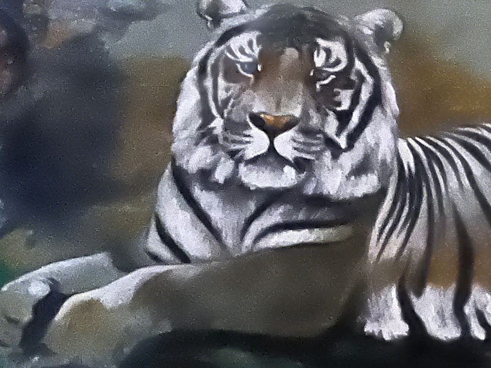 Rolf Knie Original auf Zelt (Gebraucht) in Igis für CHF 8200 – nur Abholung auf Ricardo kaufen