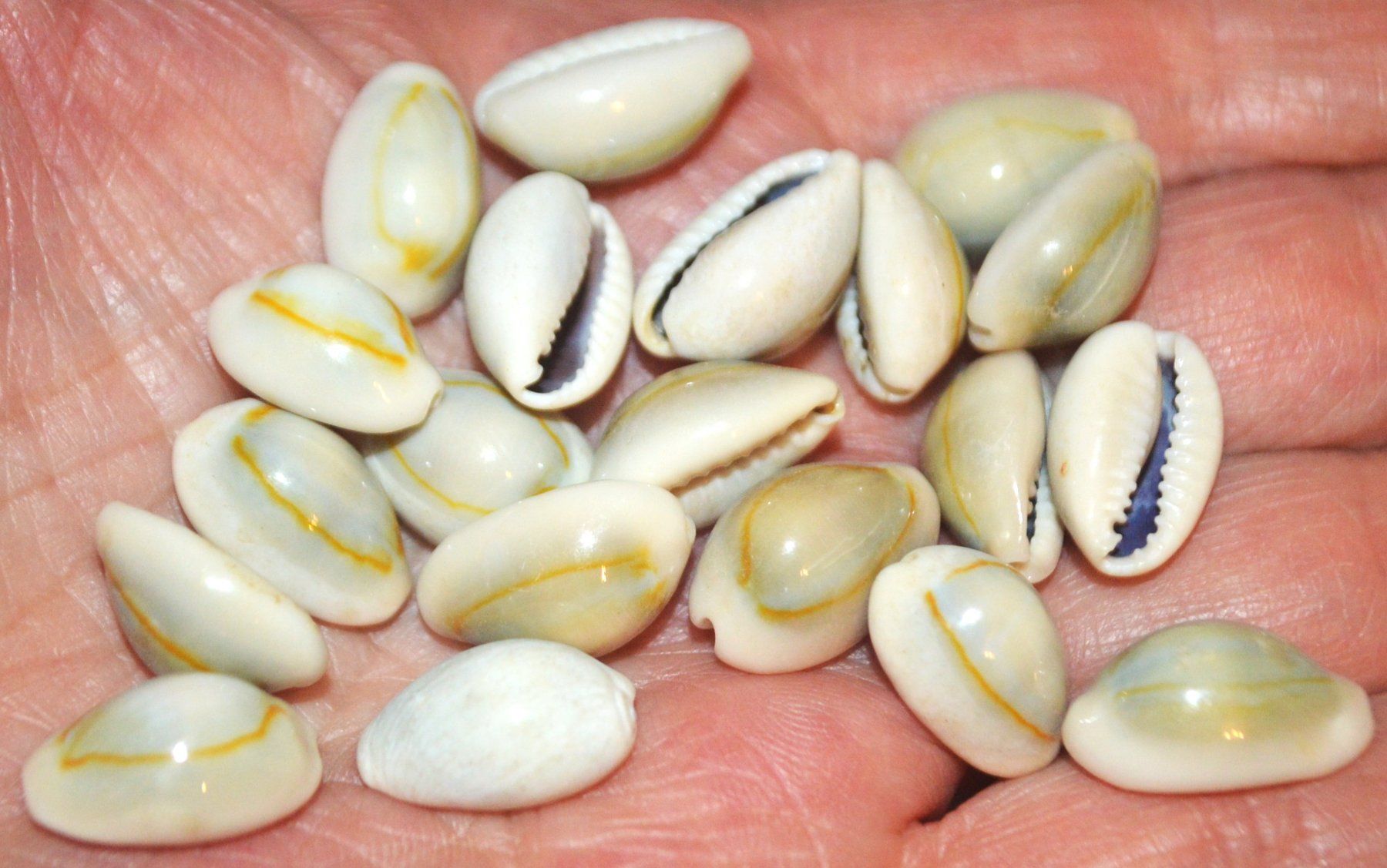 Deko Meer 034 – Muschel Set – 20 Stück (Neu und originalverpackt) in ...