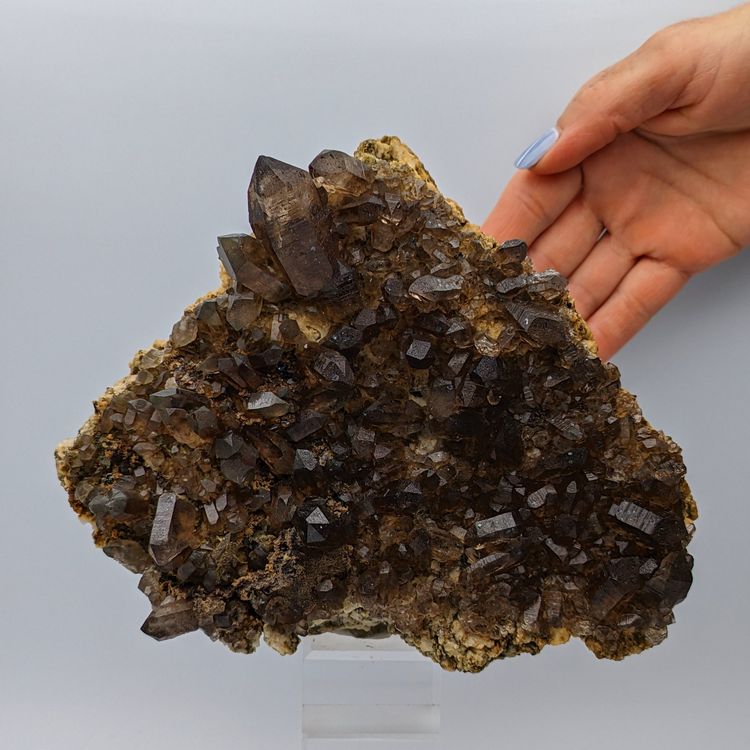 SCHWEIZ, RAUCHQUARZ mit HÄMATIT & CHLORIT, TOP-QUALITÄT (Neu (gemäss Beschreibung)) in Balerna ...