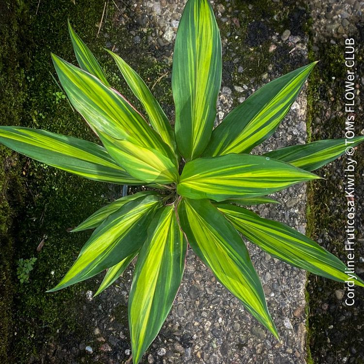 Cordyline Fruticosa Kiwi - dankbar und pflegeleicht (Neu und originalverpackt) in Adliswil für ...