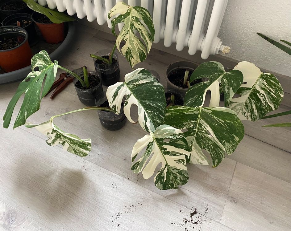 Luxus Monstera Variegata Samen Bild