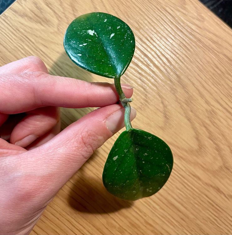 Hoya carnosa splash | Kaufen auf Ricardo