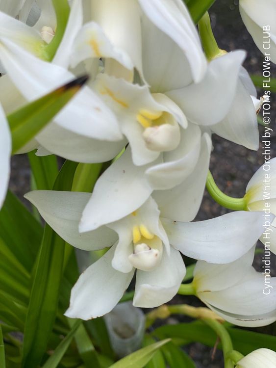 Cymbidium Hybride White Orchidee 60x60cm (Neu (gemäss Beschreibung)) in Adliswil für CHF 21 ...