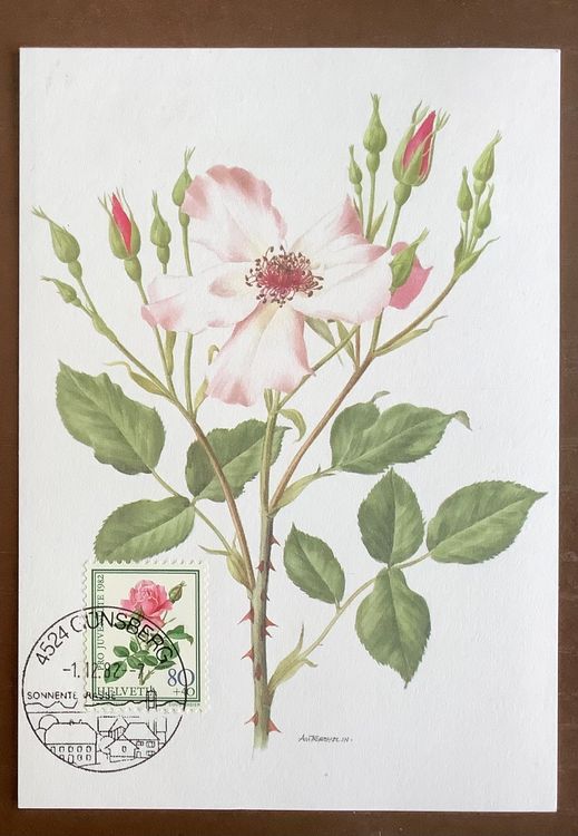 Maximumkarte 1982 Rosen PJ Juventute MK Roses Blumen (Gebraucht) in ...