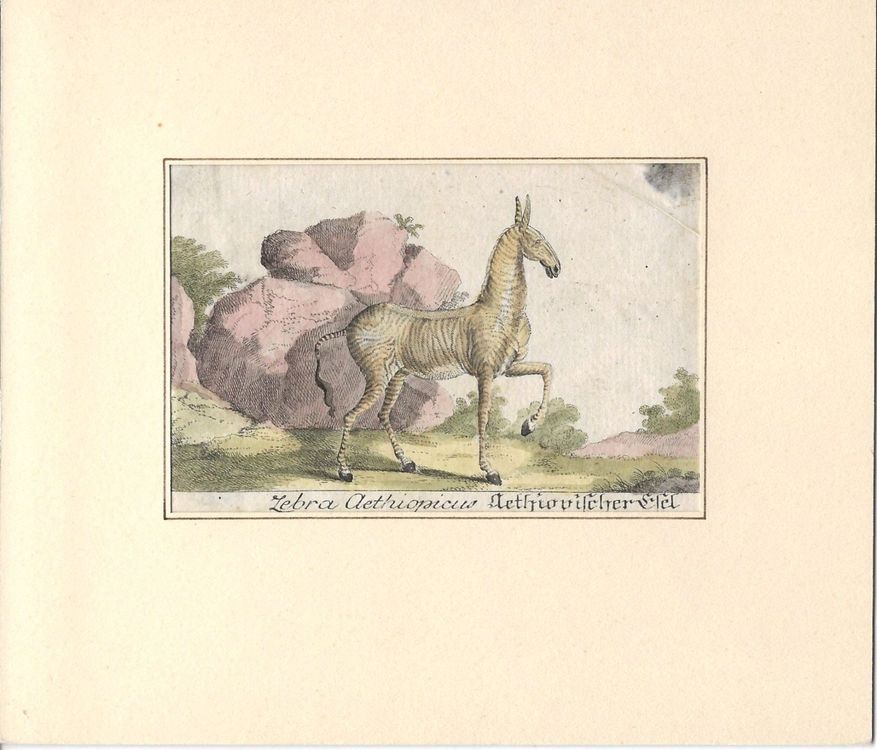 Orig. Kupferstich um 1780 - Aegyptischer Esel, Zebra (Gebraucht) in Frauenfeld für CHF 14 – mit ...