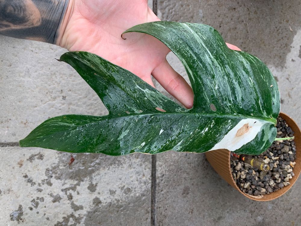 Epipremnum albo variegata steckling | Kaufen auf Ricardo