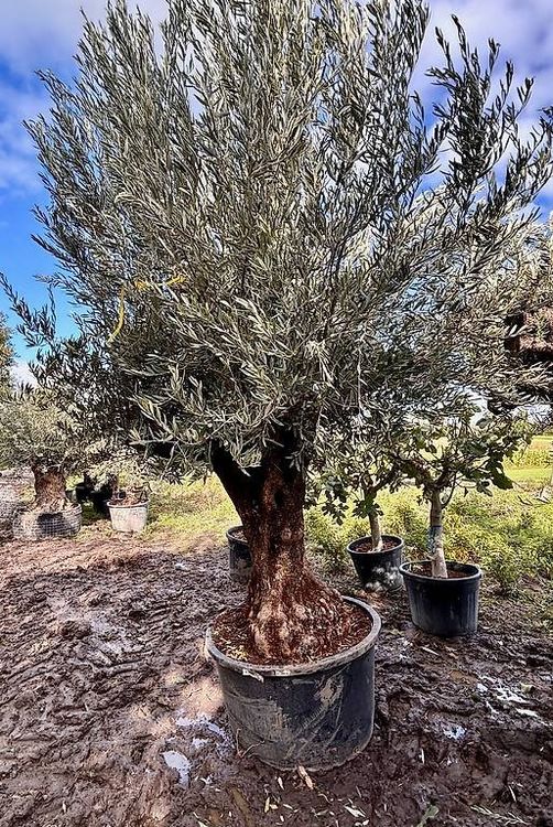 Prachtvoller großer Olivenbaum winterhart (Neu (gemäss Beschreibung)) in Zuckenriet für CHF 1400 ...