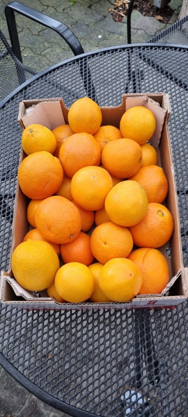 Frische Orangen 6 Kg🍊 Vitamine pur! (Neu (gemäss Beschreibung)) in ...