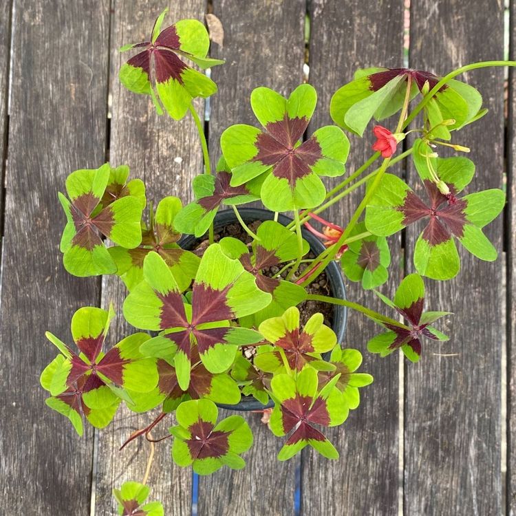 Oxalis Deppei - Glücksklee | Kaufen auf Ricardo