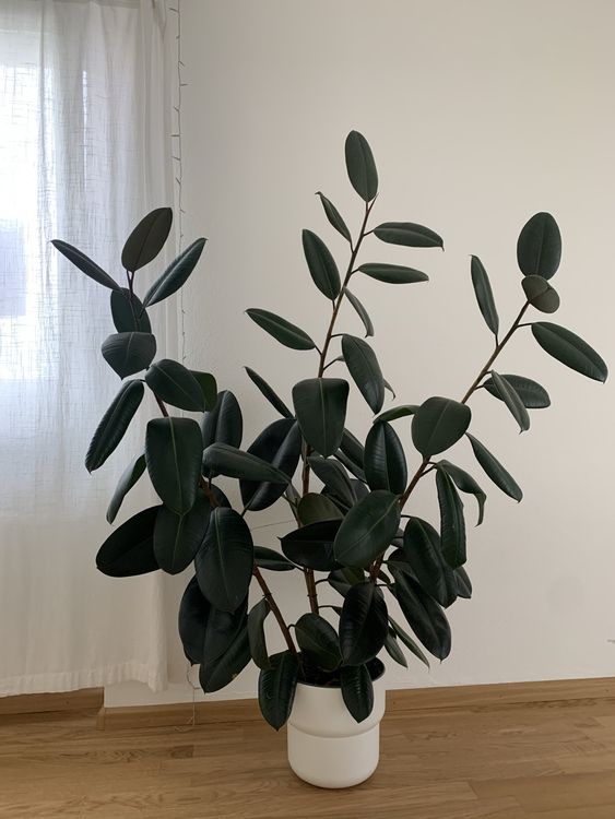 Ficus Robusta, pianta da interno 🌱 (Nuovo (secondo la descrizione)) a ...