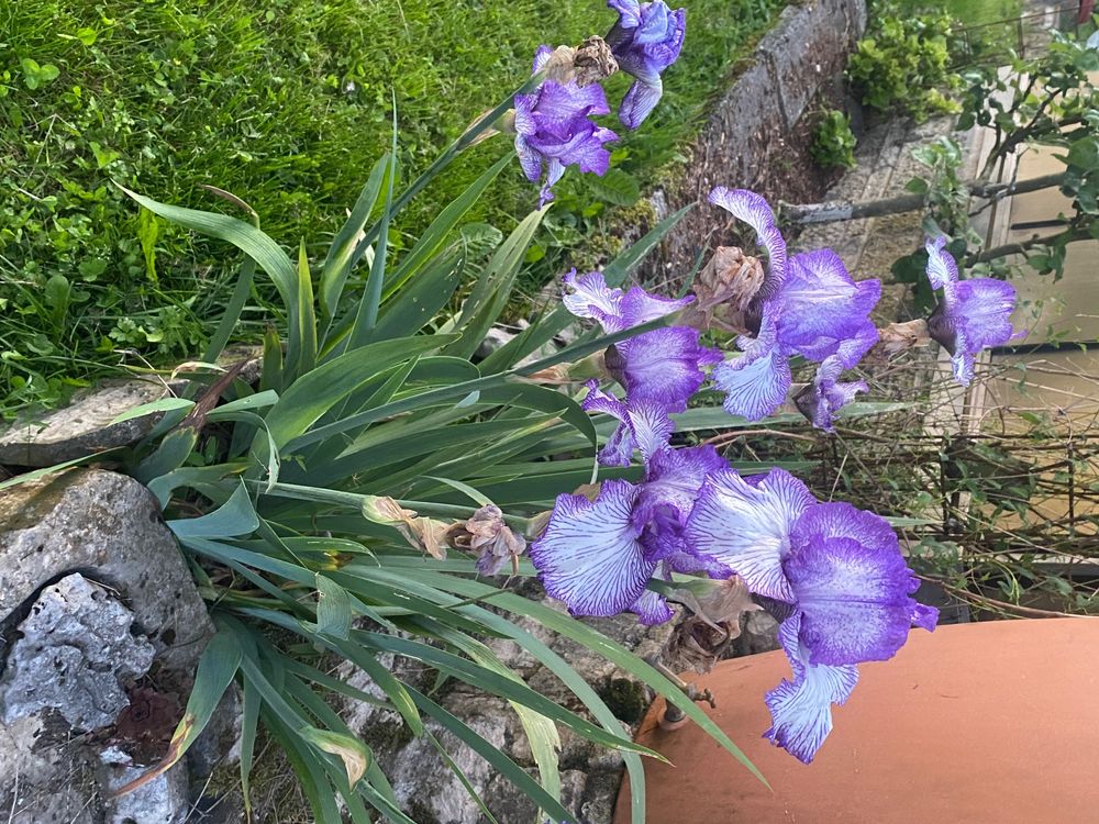 Iris 1 bulbe | Kaufen auf Ricardo