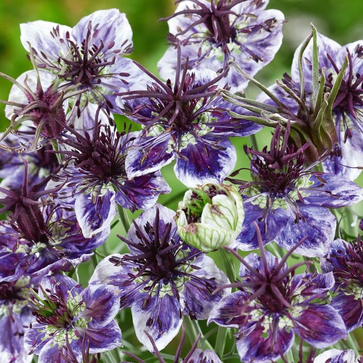 100 Samen Jungfer im Grünen DELFT BLUE | Acheter sur Ricardo