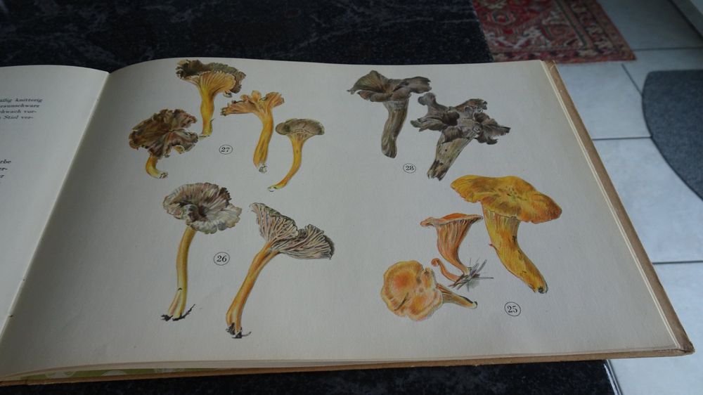 PILZ -ATLAS BAND 1 SPÄTSOMMRT UND HERBST ANTIK 1951 (Gebraucht) in ...