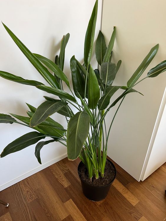 Strelitzie (Gebraucht) in Glattpark(Opfikon) für CHF 72 – nur Abholung auf Ricardo kaufen