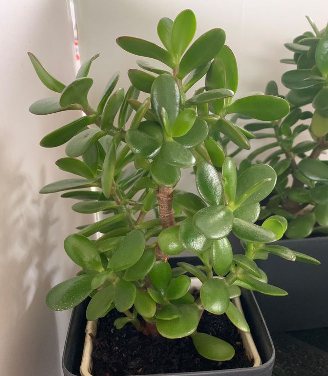 5 jähriger Geldbaum Crassula ovata Pfennigbaum 18 cm (Neu (gemäss ...