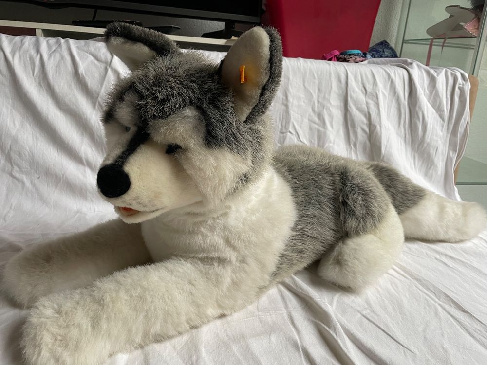 Steiff Bernie Husky 80cm (Gebraucht) in Döttingen für CHF 60 – mit ...