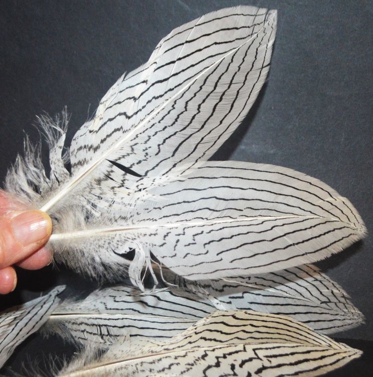 Deko Federn 543 – 15 bis 20 cm – Silber Fasan - 10 Stück (Neu und ...