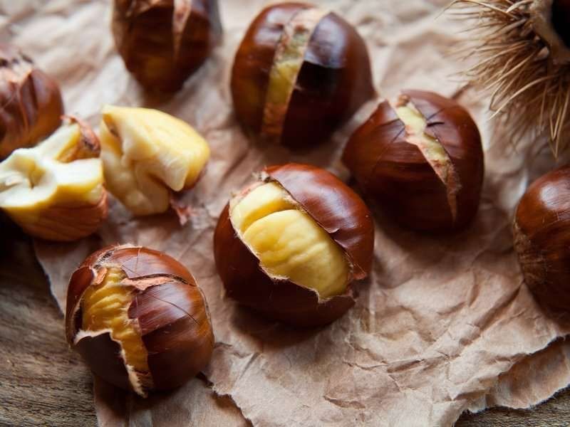 Esskastanie (Marone, Maroni) 60-80 cm ohne Topf (Neu (gemäss ...