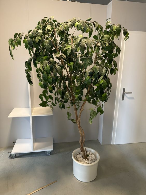 Kunstpflanze Baum (Gebraucht) in Gerlafingen für CHF 82 – nur Abholung ...