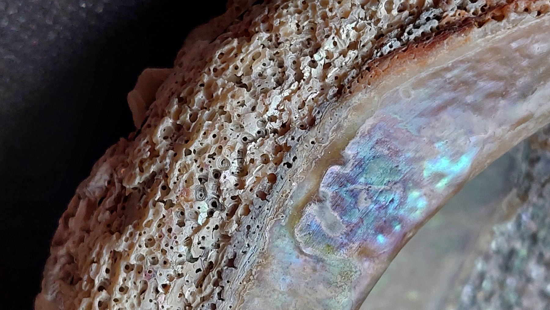 Robuste Riesen-Muschel ca. 16x12.5x5 cm / Gewicht : 300 gr. (Gebraucht ...