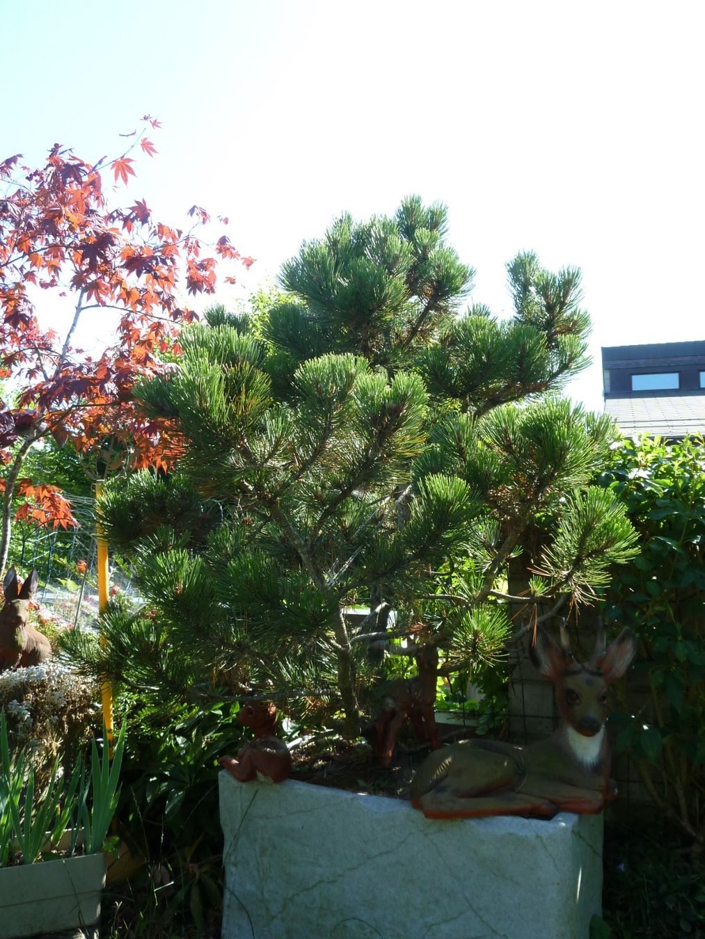 Grunpflanzen Fur Garten