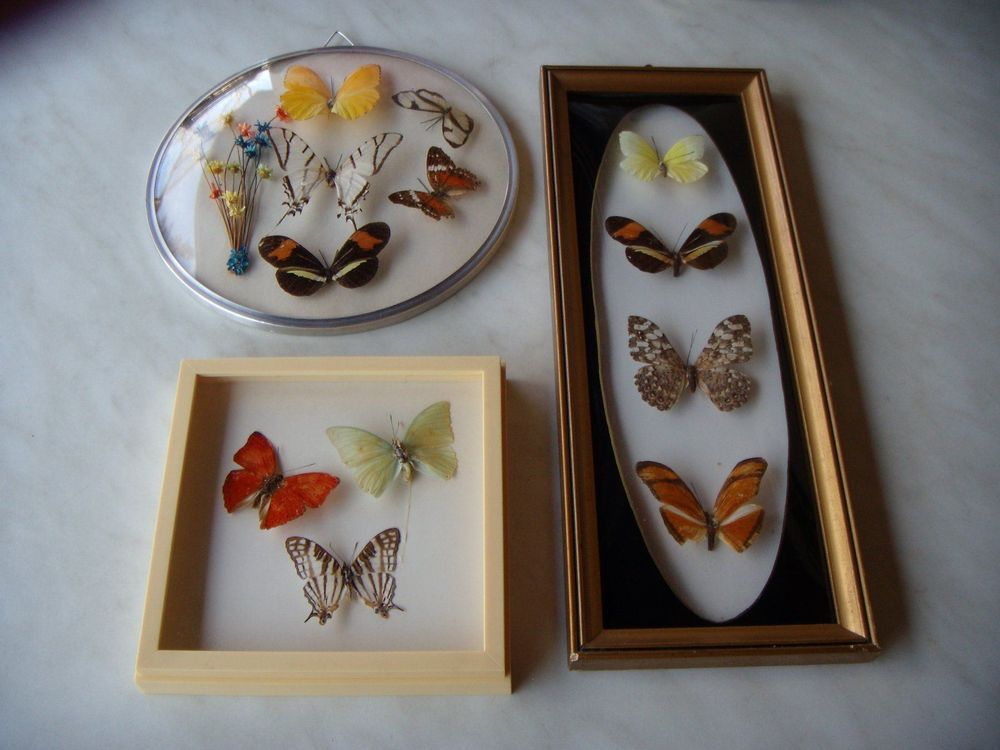 3x=12 echte Schmetterlinge , hinter Glas | Kaufen auf Ricardo