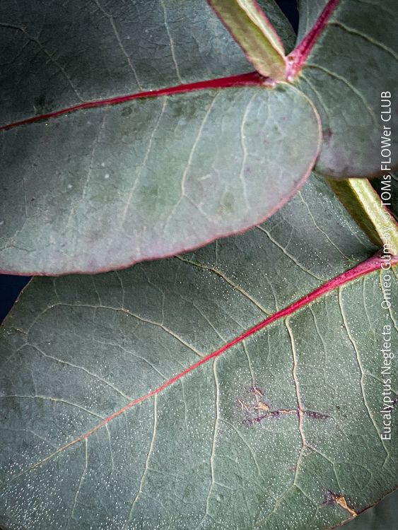 Eucalyptus Neglecta - der winterharte (bis -15C) „Omeo Gum“ (Neu und ...