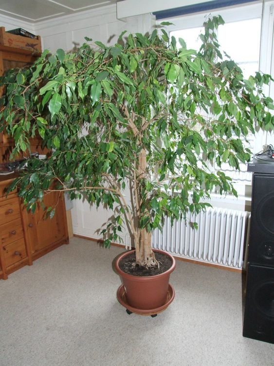 Grosser Ficus Benjamini Baum, mehrstämmig | Kaufen auf Ricardo