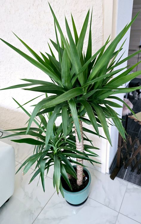 Yucca Palme Drauen Im Topf