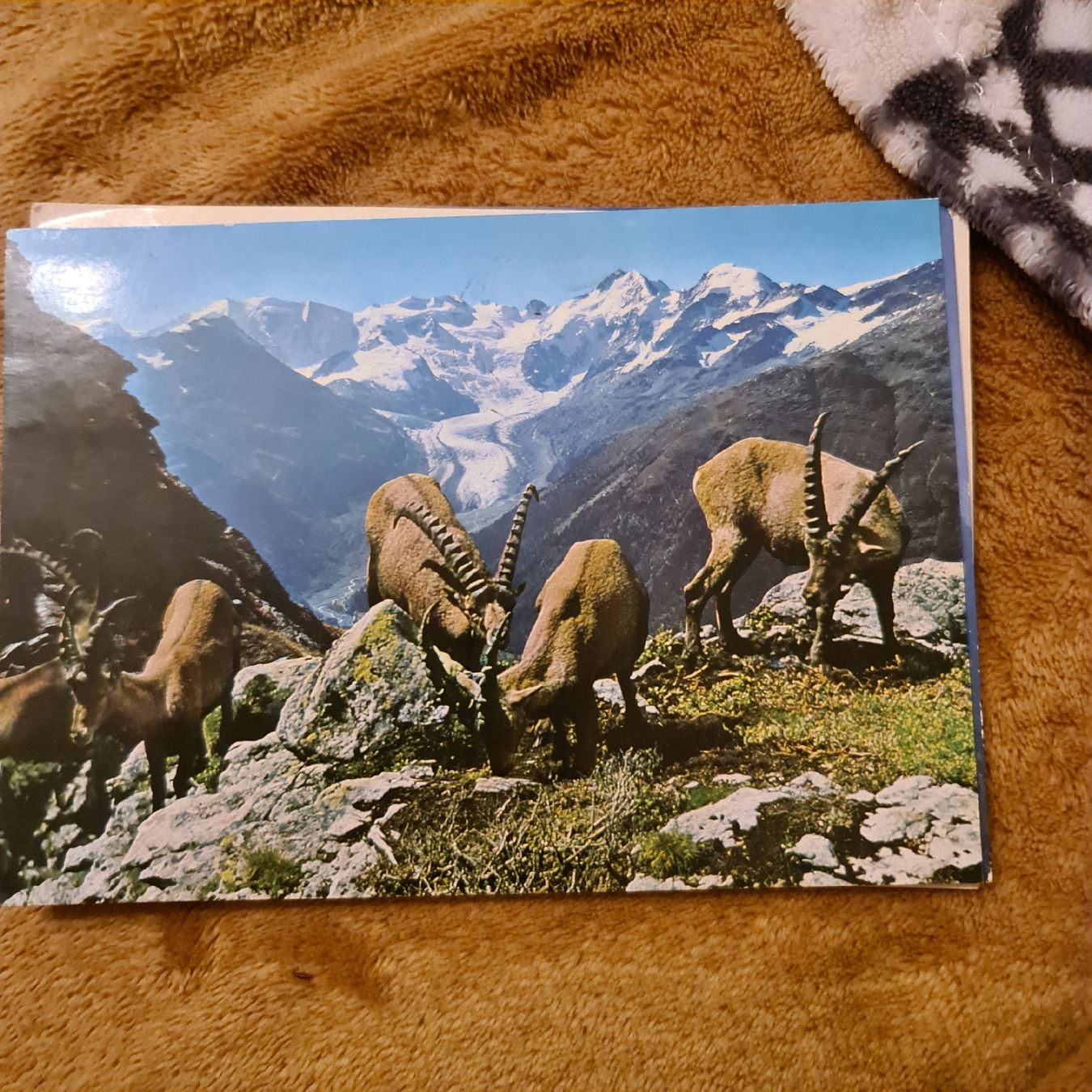 Pizza Aldris Steinbock. u blick (Gebraucht) in Zürich für CHF 16 – mit ...