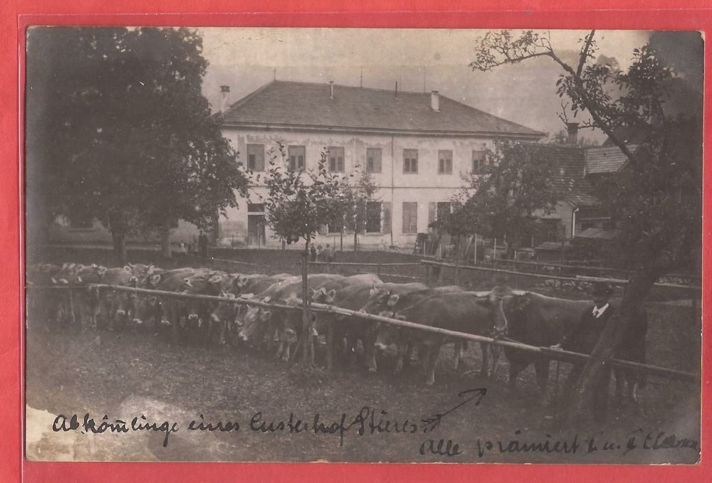 Rheineck Custerhof Viehzucht Landwirtschaft - Fotokarte 1917 (Gebraucht) in Fislisbach für CHF ...