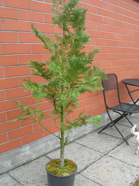 Grosser Nadelbaum (Douglasie Nadelbaum?), 1.50 Höhe. | Kaufen auf Ricardo