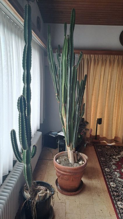 Plante cactus | Kaufen auf Ricardo