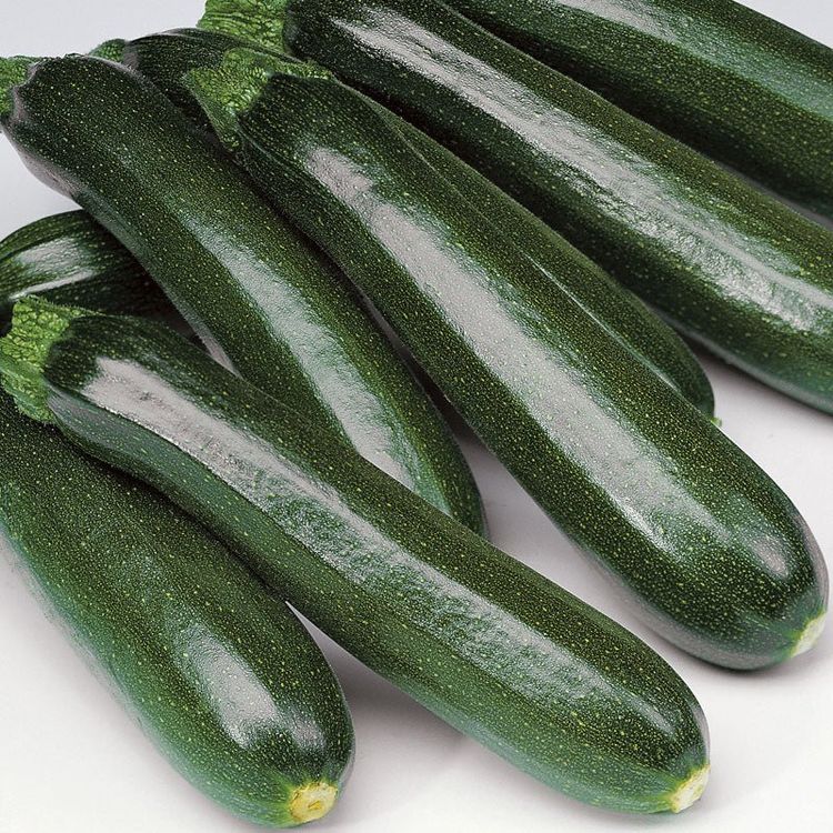 Zucchini Dunja F1 BIO - Cucurbita pepo - 6 Samen (Neu und ...