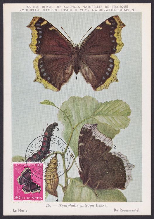 1953, J150 Maximumkarte, Schmetterling Trauermantel Ersttag (Gebraucht) in Ebikon für CHF 50 ...
