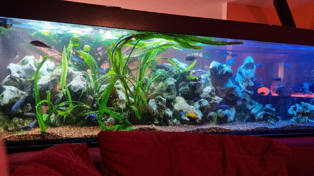 Grosses Aquarium komplett 240 x 60 (Gebraucht) in Bolken für CHF 555 – nur Abholung auf Ricardo ...