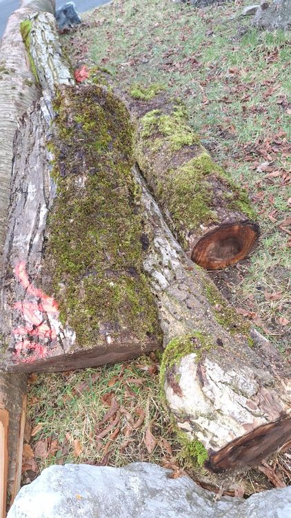 Nussholz Ast Holz Nussbaumholz drechseln basteln | Kaufen auf Ricardo