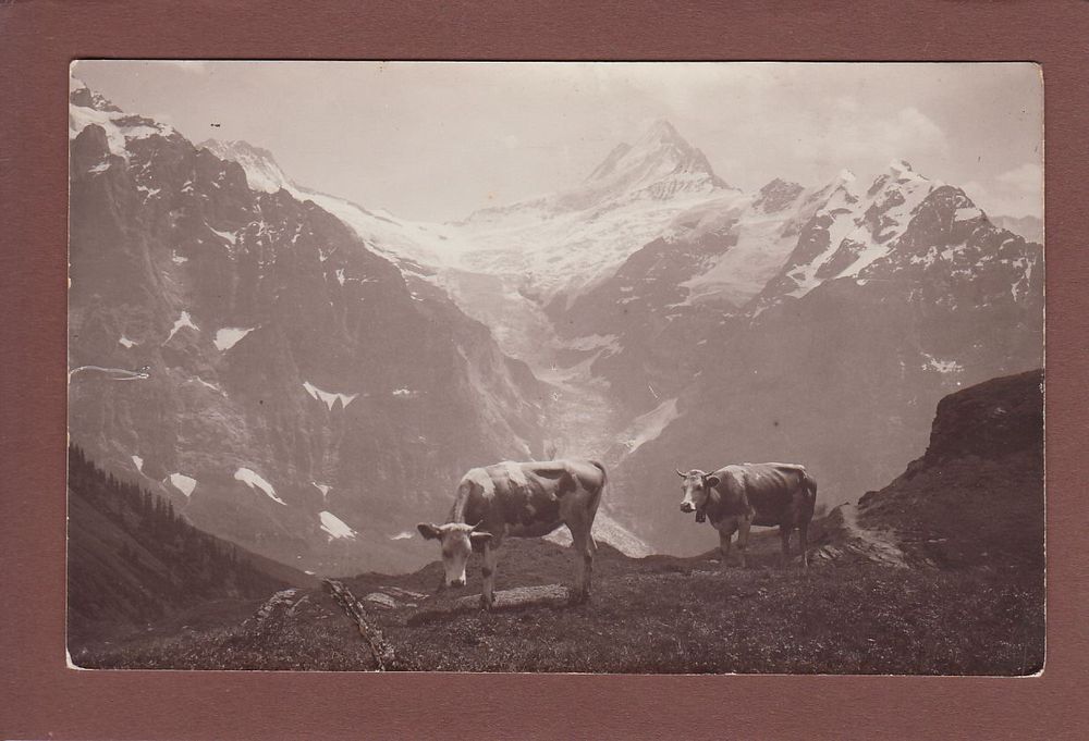 Photo W. Nehrkorn GRINDELWALD - Kühe (Gebraucht) in Pully für CHF 5 ...