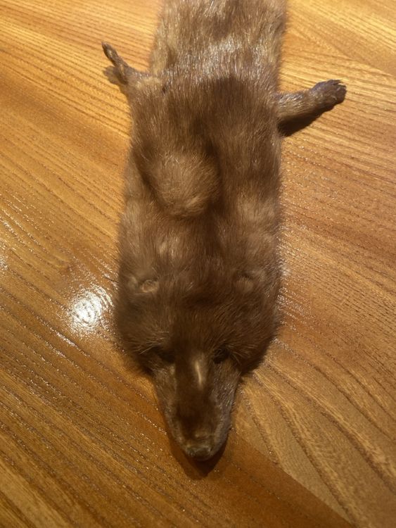 Nerz Schal mit Kopf Pelz Fell ganz (Gebraucht) in Buchs SG für CHF 15 ...