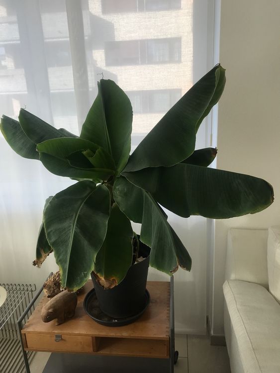 Indoor Bananenbaum (Gebraucht) in Bottmingen für CHF 10 – nur Abholung ...