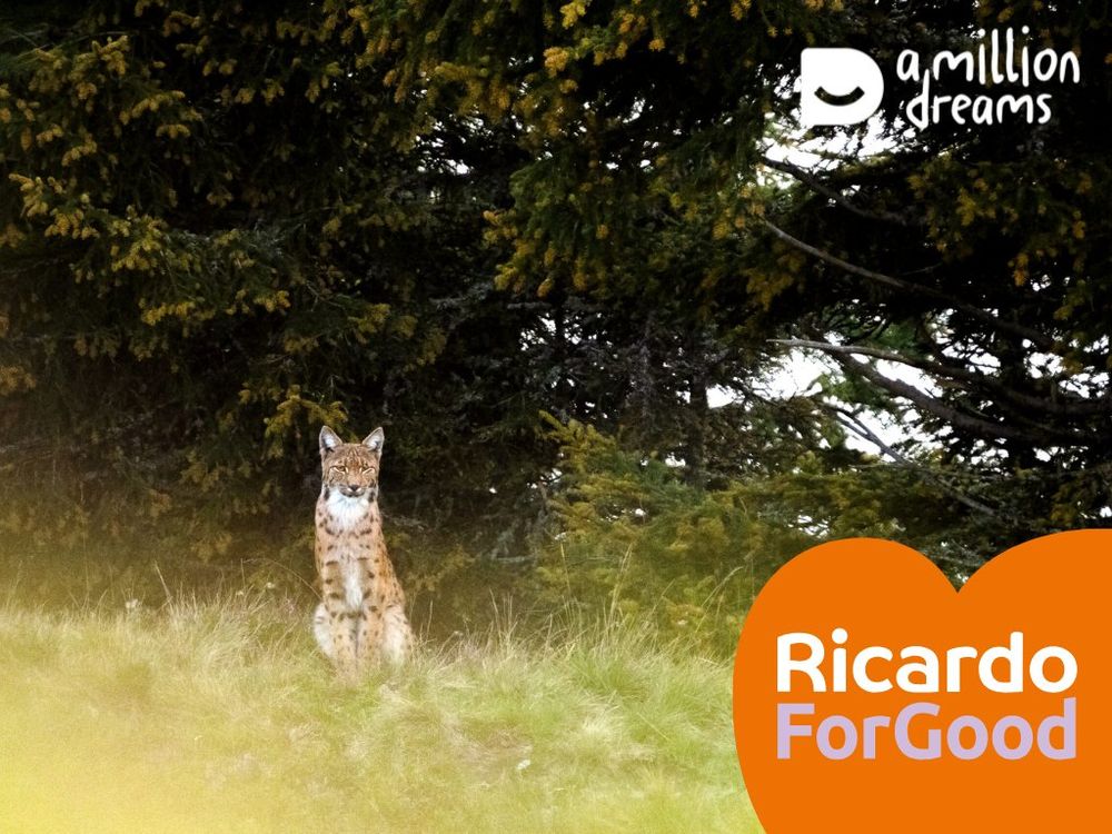 Fine-Art-Print des Schweizer Naturfotografen Levi Fitze (Gebraucht) in ...