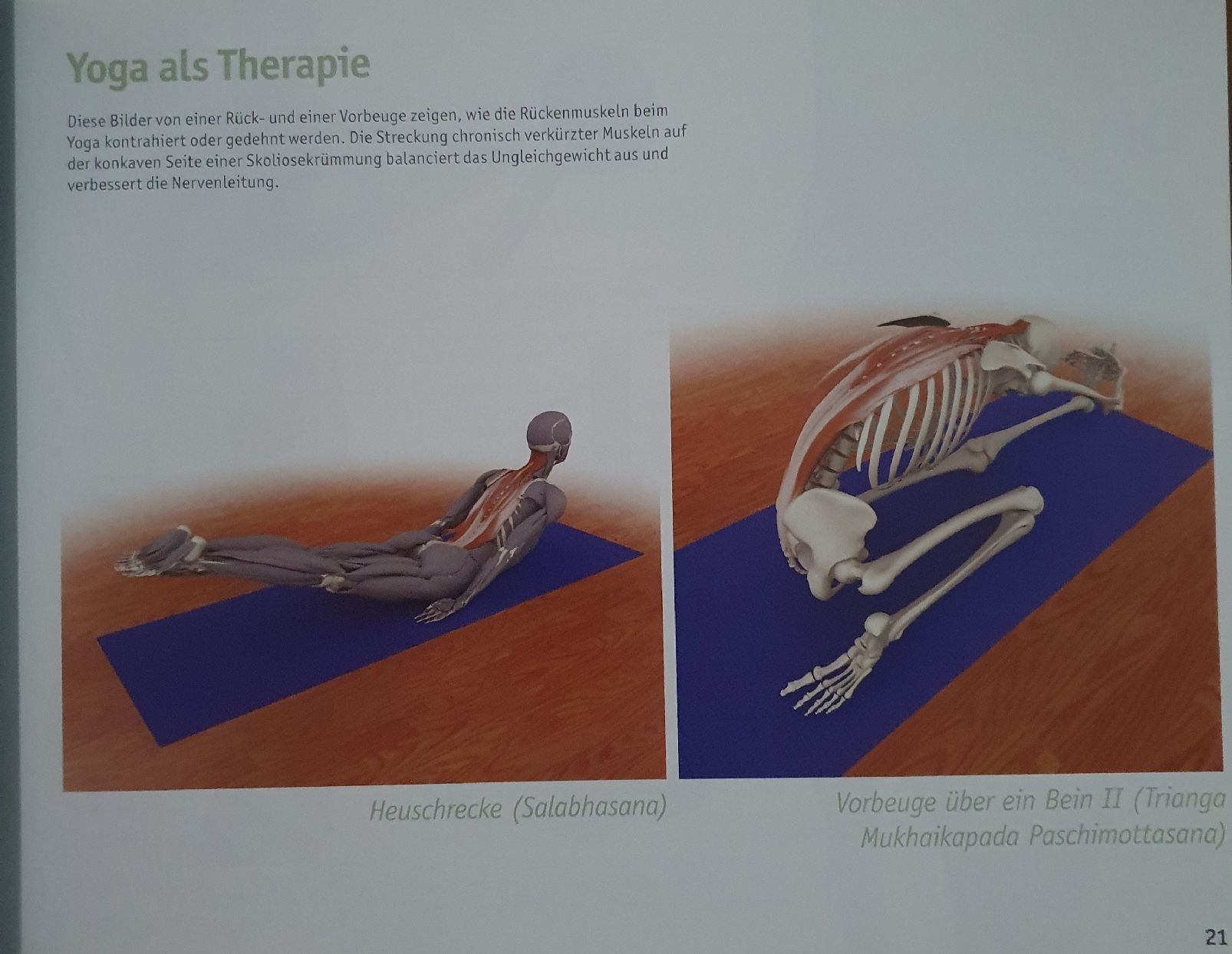 Yoga Anatomie 3D: Ray Long, Band 1, Top Zustand! (Neu (gemäss ...