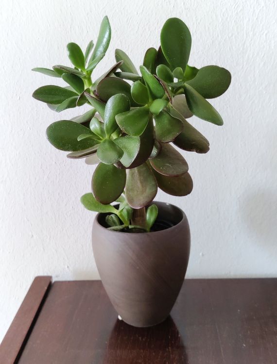 Geldbaum Dickblatt Crassula ovata Zimmer-Pflanze Pfennigbaum (Gebraucht ...