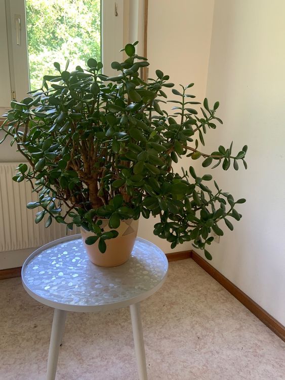 Geldbaum gross (Gebraucht) in Biel/Bienne für CHF 40 – nur Abholung auf ...