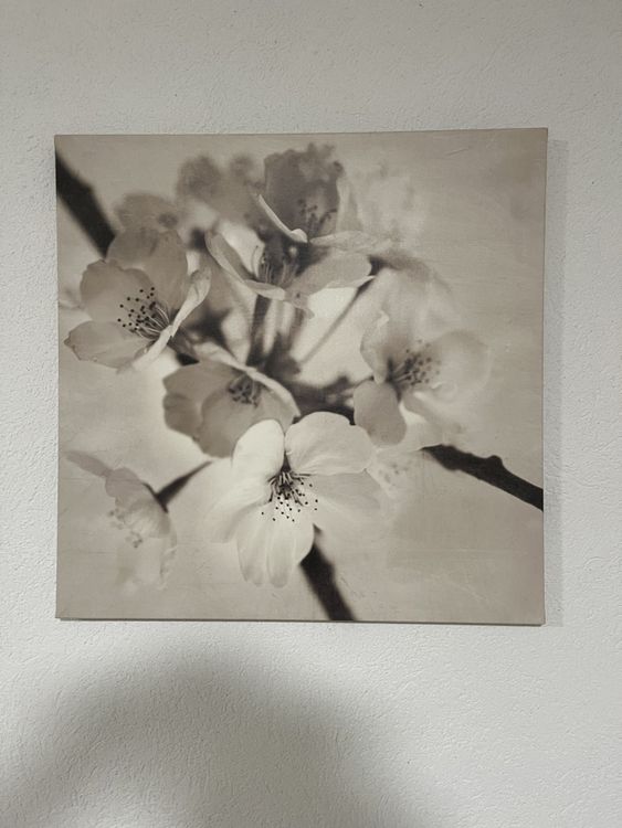 3er Set Leinwandbilder Kirschblüten 🌸 | Kaufen auf Ricardo