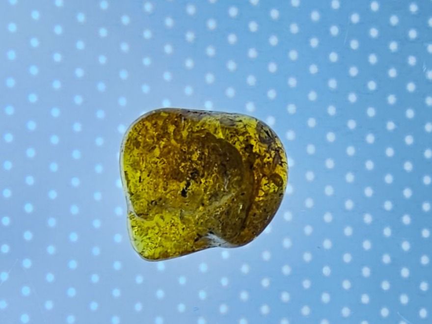 Bernstein mit Inkluse Naturbernstein Anhänger möglich Insekt | Kaufen ...