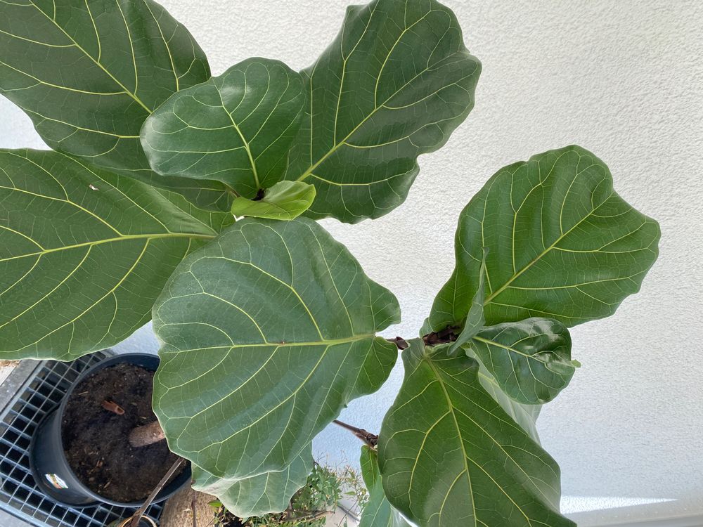 Fikus Baum | Kaufen auf Ricardo