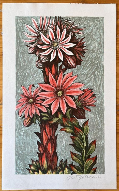 Lithografie Alpenhauswurz von Walter Diggelmann (ID b3855) (Gebraucht ...