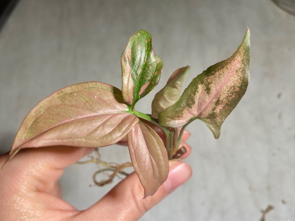 Syngonium red spot/ pink splash (Gebraucht) in Forch für CHF 9 – mit ...