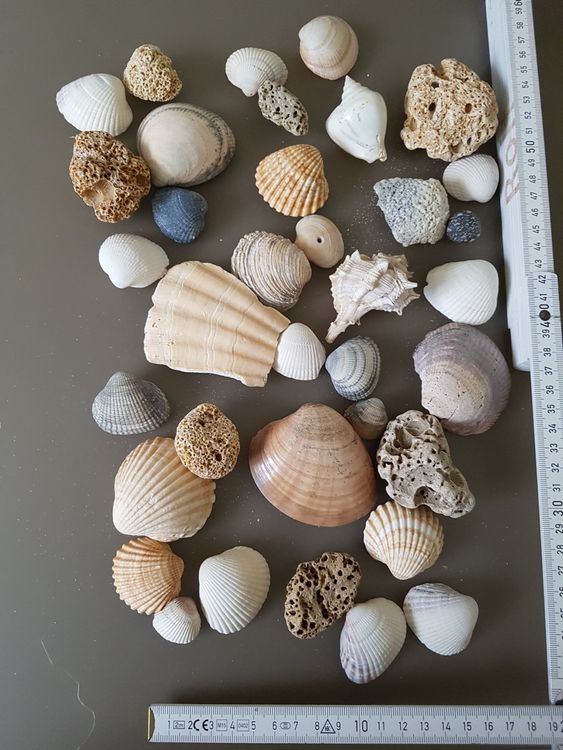 diverse Muscheln u. Steine zum Basteln ca. 670 g | Kaufen auf Ricardo